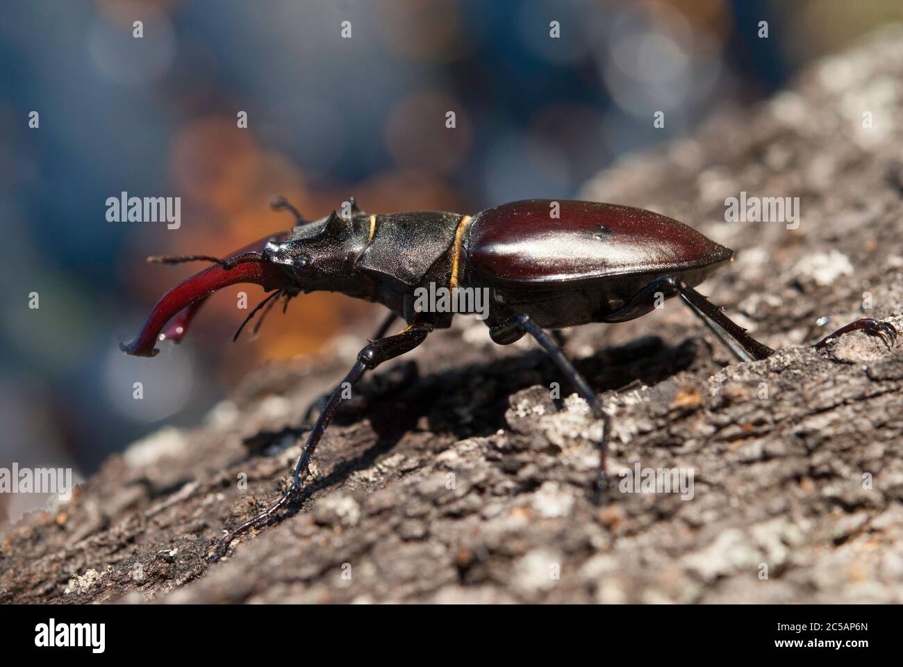 Male lucanus cervus hi-res stock photography and images - Alamy