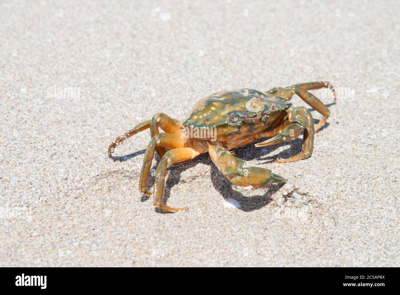 Carcinus aestuarii hi-res stock photography and images - Alamy