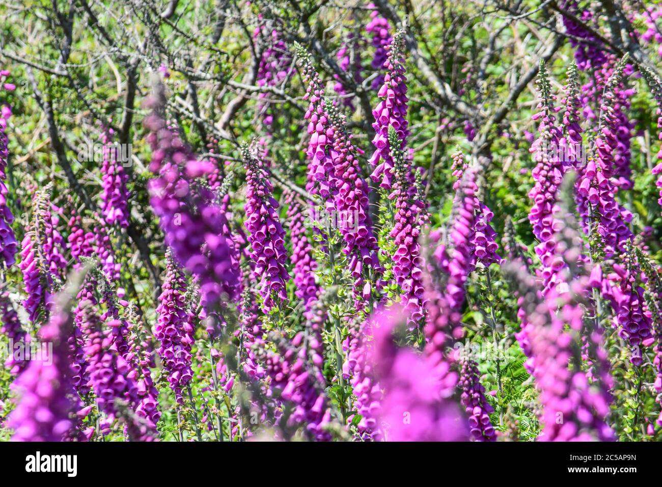 The dodman hi-res stock photography and images - Alamy