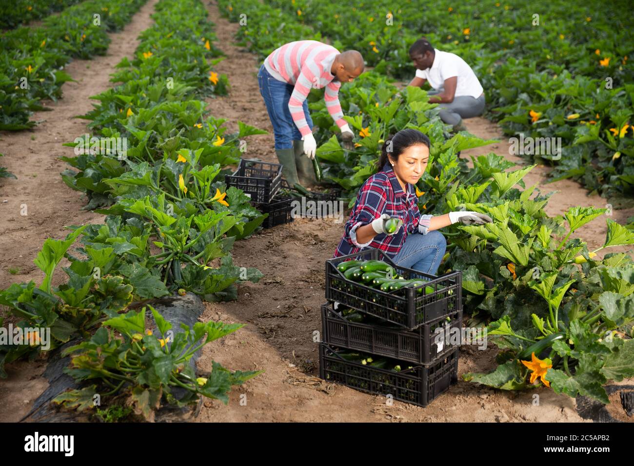 Hired workers harvest zucchini on farm plantation Stock Photo - Alamy