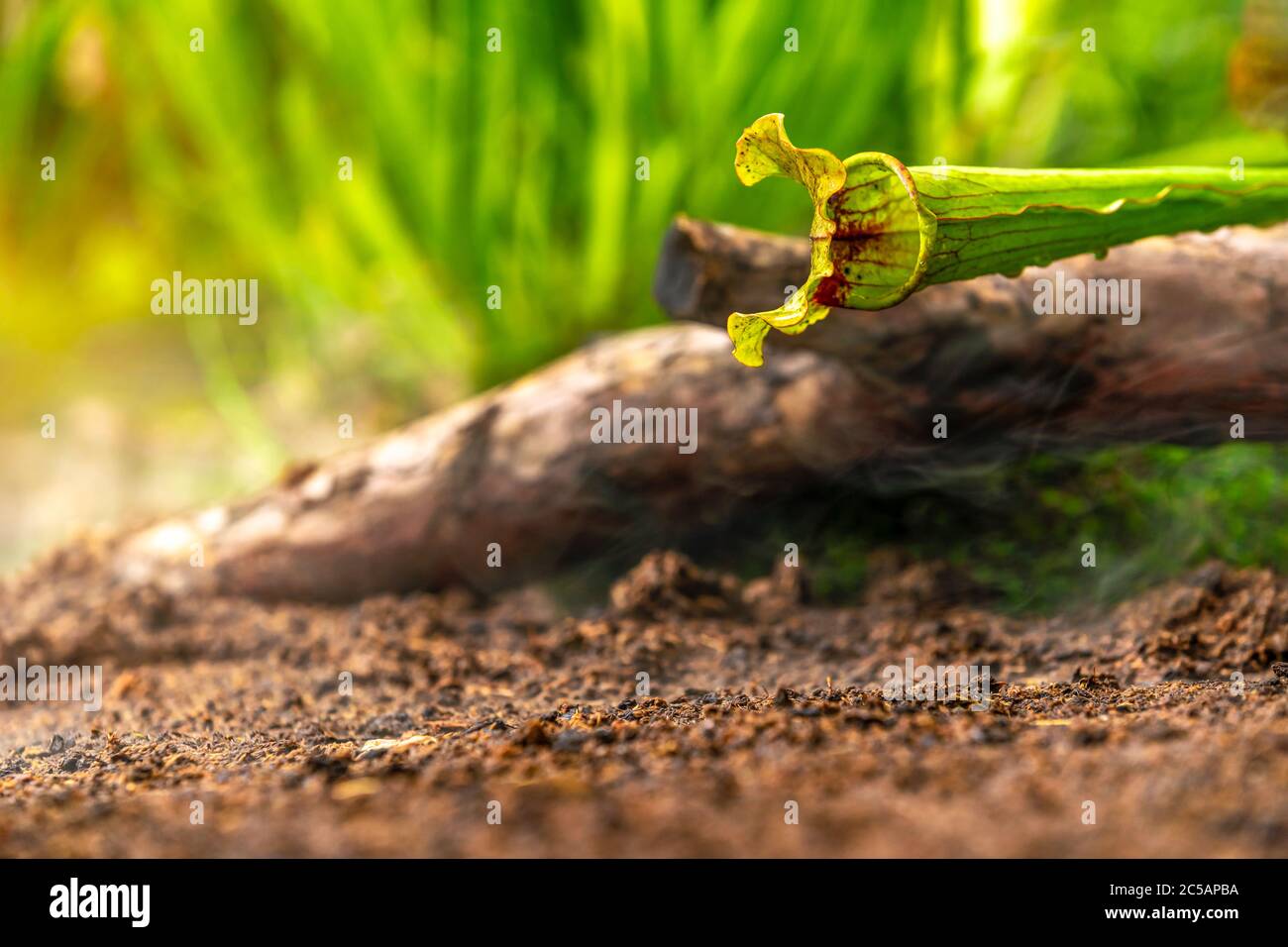 carnivorous buttercup plants at morning fog in the jungle Stock Photo ...