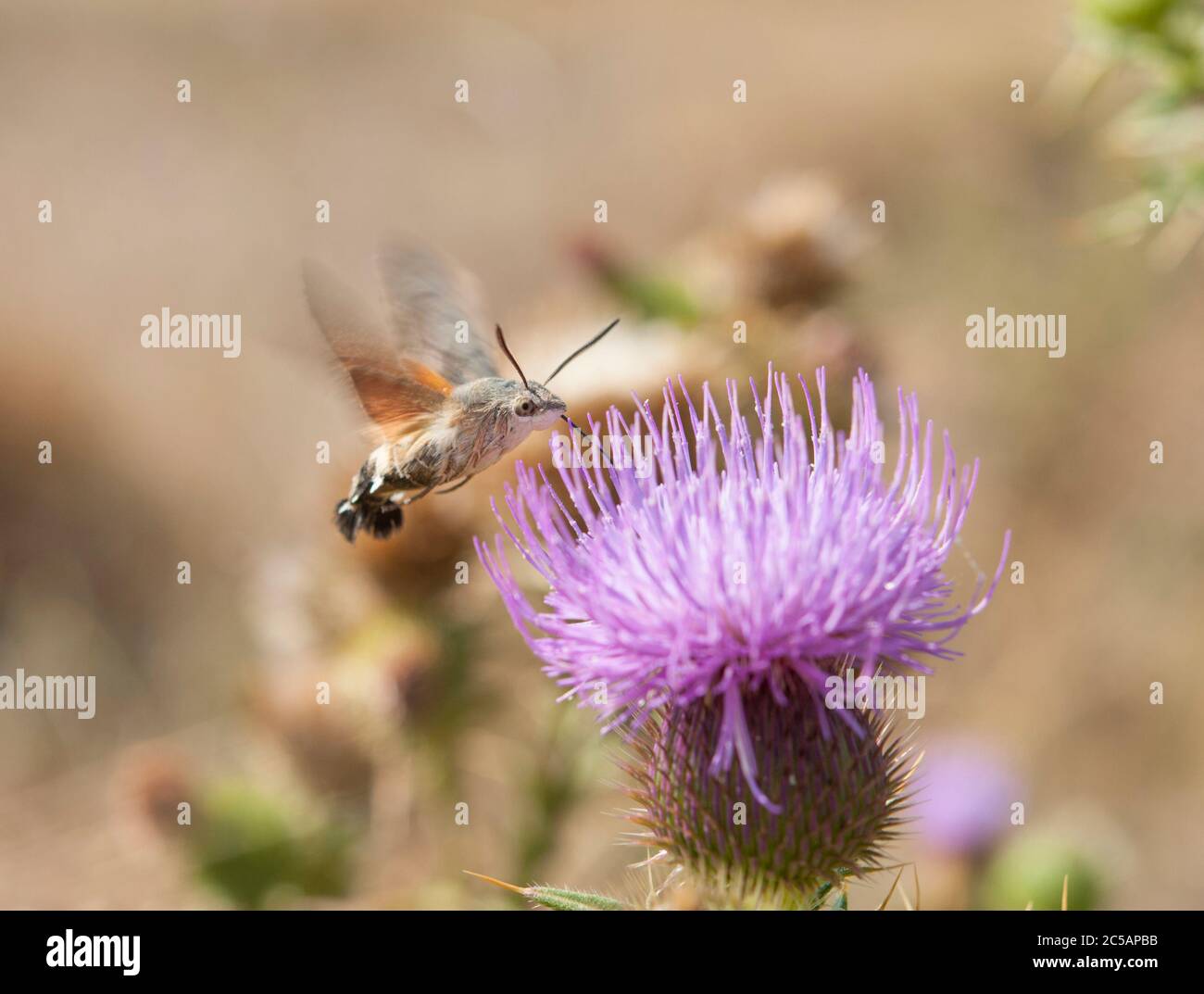 The hummingbird hawk-moth (Macroglossum stellatarum Stock Photo - Alamy