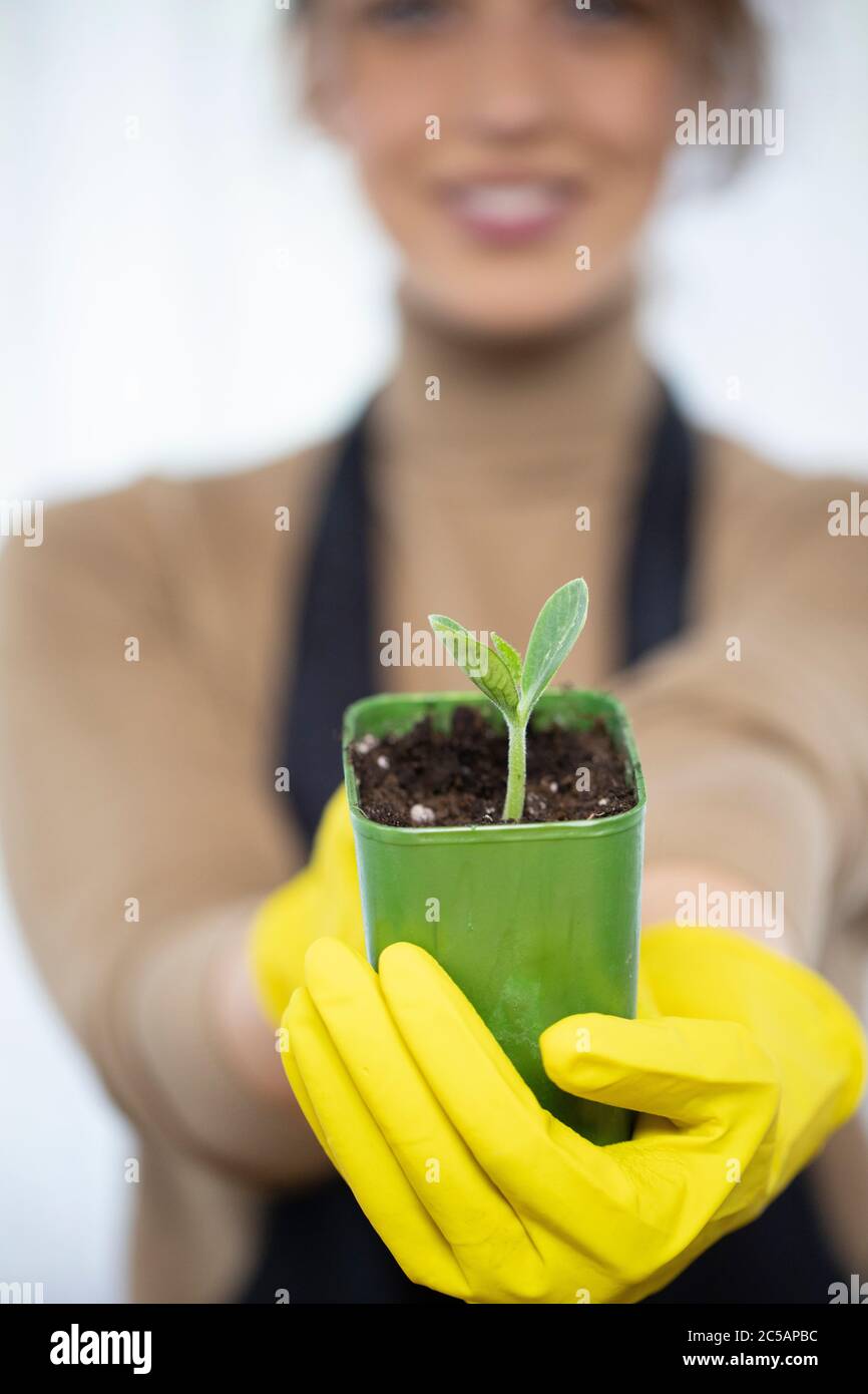 positive joyful girl holding pot of flower sprouts after planting Stock ...