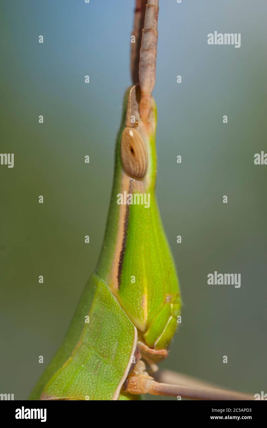 Chinese grasshopper (Acrida cinerea Stock Photo - Alamy