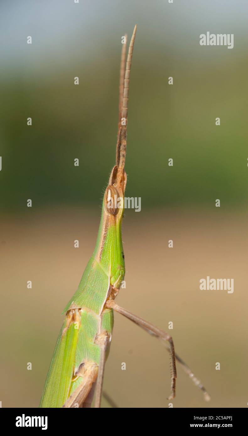 Chinese grasshopper (Acrida cinerea Stock Photo - Alamy
