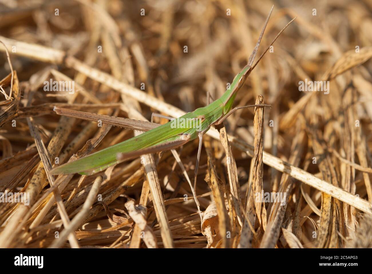 Chinese grasshopper (Acrida cinerea Stock Photo - Alamy
