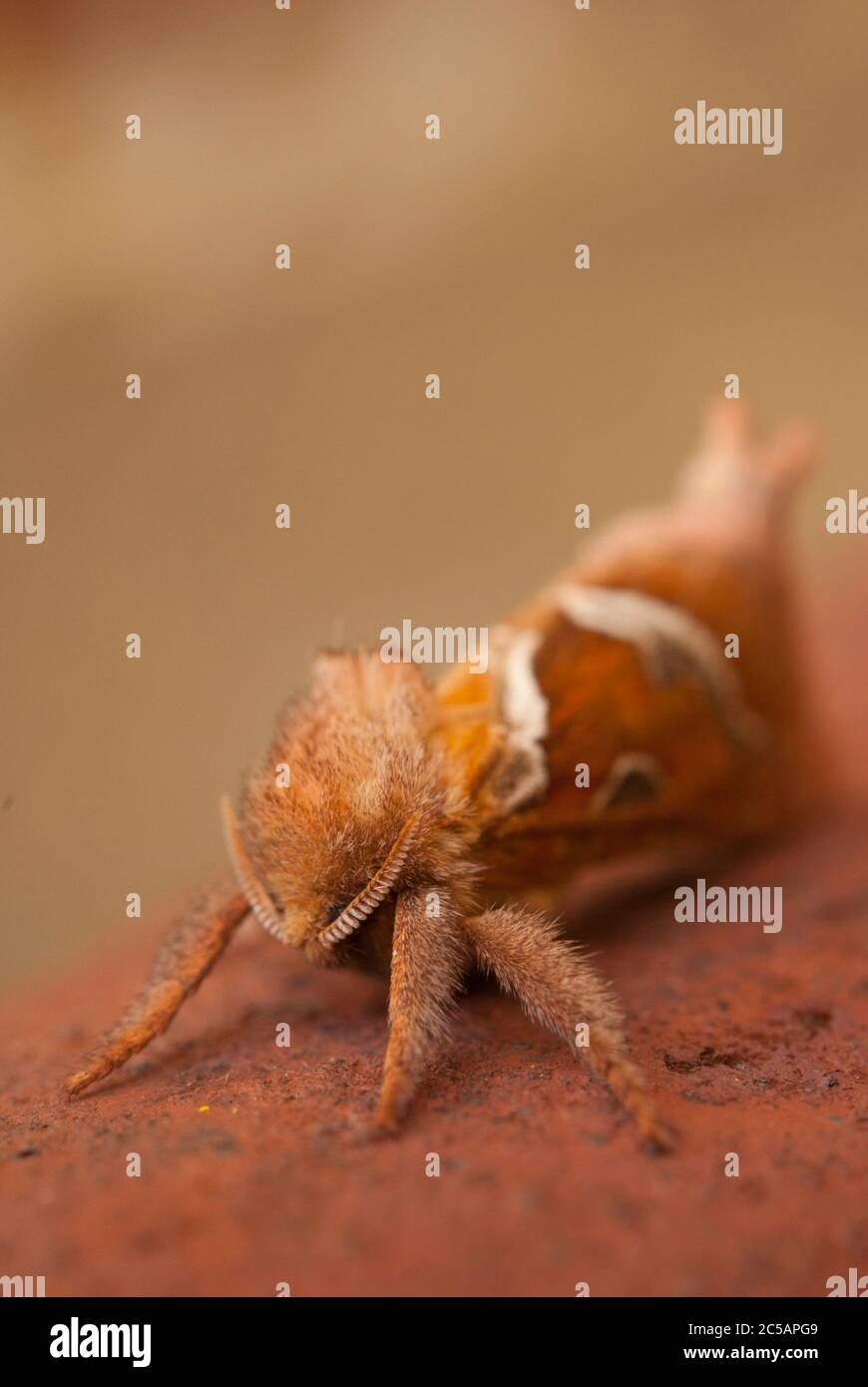 The fox moth (Macrothylacia rubi Stock Photo - Alamy