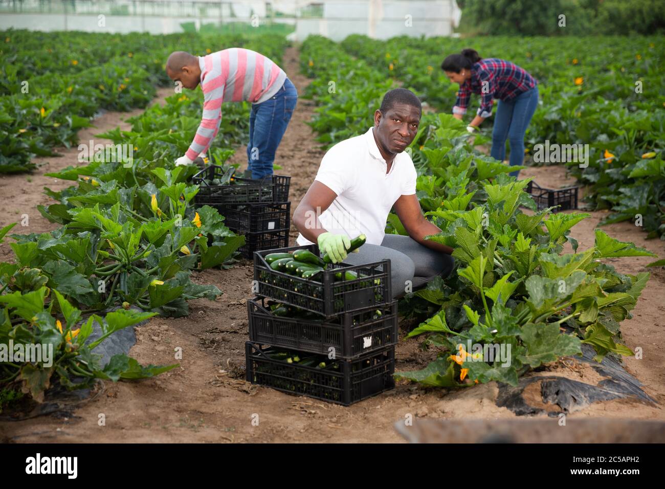 African american farmer gathering crop of green zucchini on farm field ...