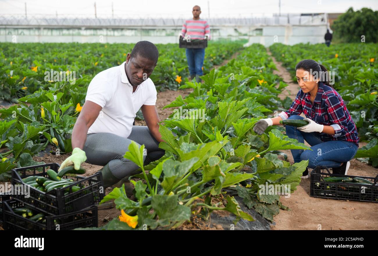 Harvest time. Group of farm workers gathering crop of green zucchini on ...