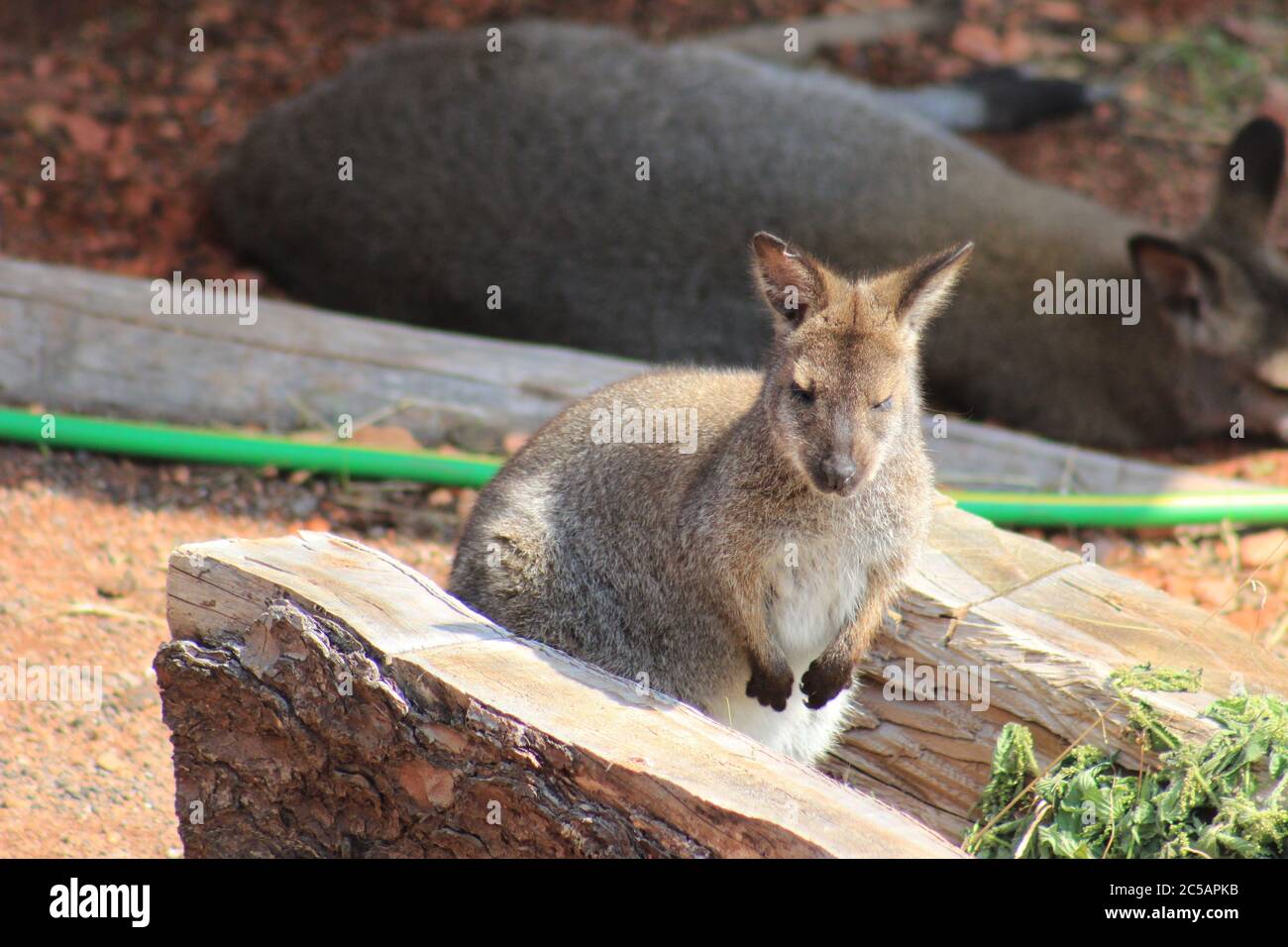 Cute baby kangaroo standing between two pieces of wood with its mother ...
