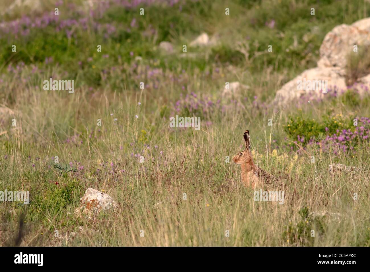 Cute animal European Hare. Natural background. Lepus europaeus Stock ...