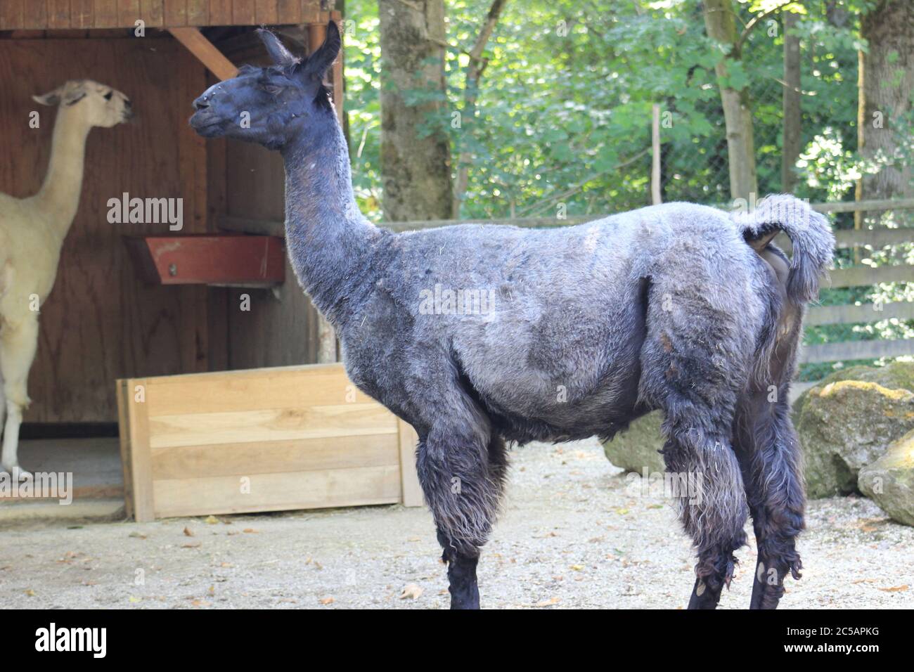 Cute llama side profile hi-res stock photography and images - Alamy