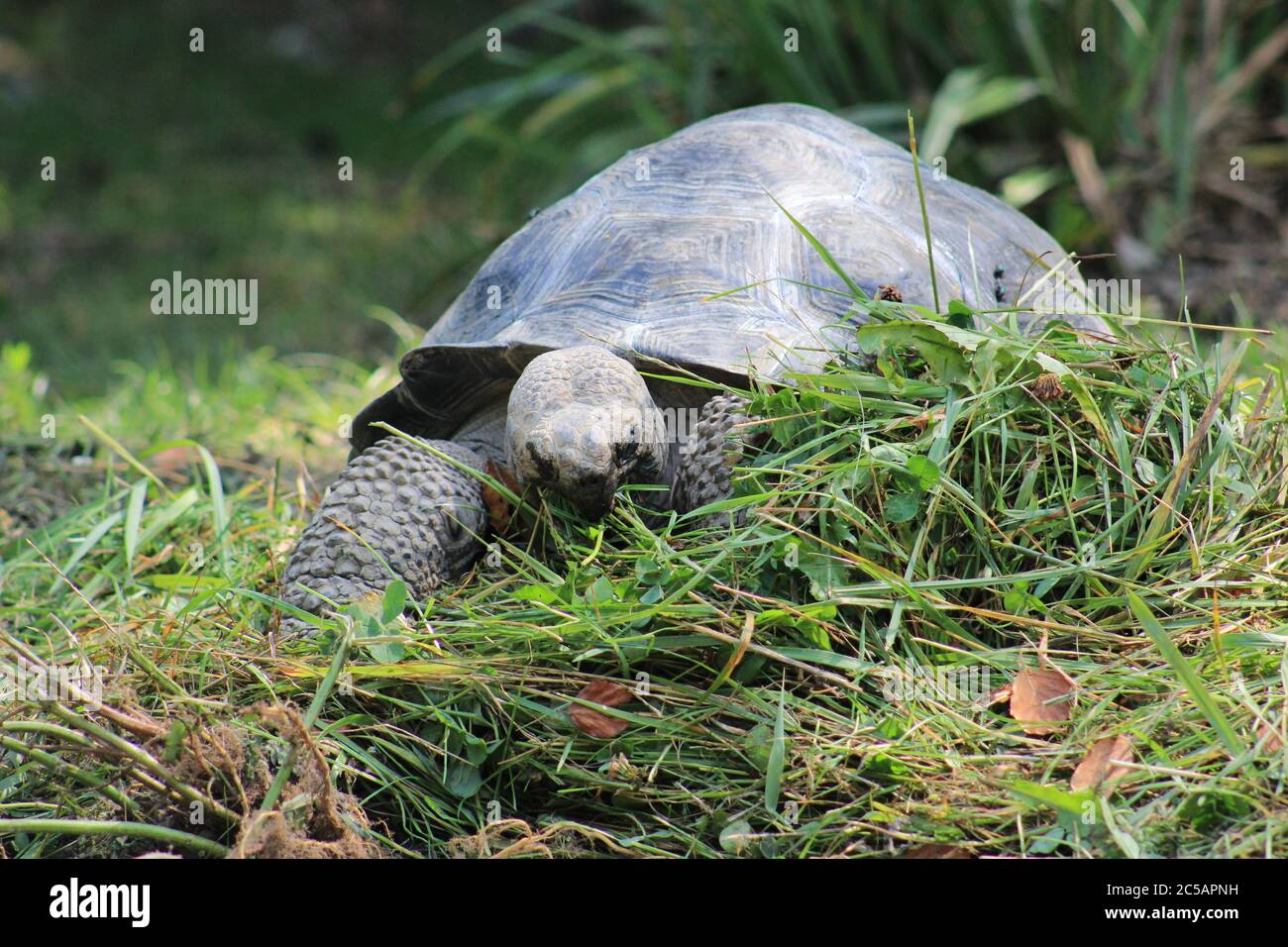 Turtle under a tree hi-res stock photography and images - Alamy