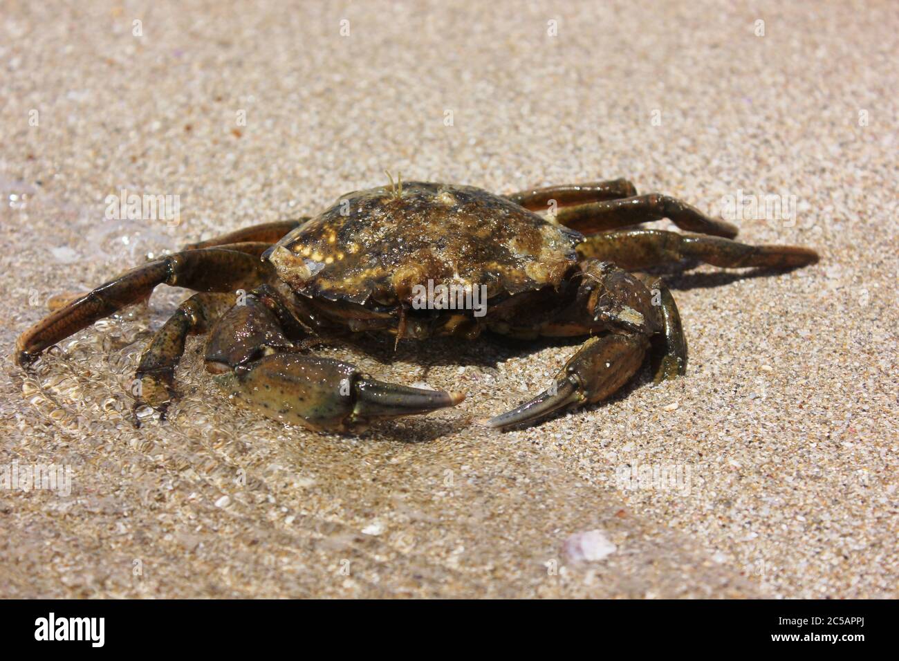 The Carcinus aestuarii crab Stock Photo - Alamy