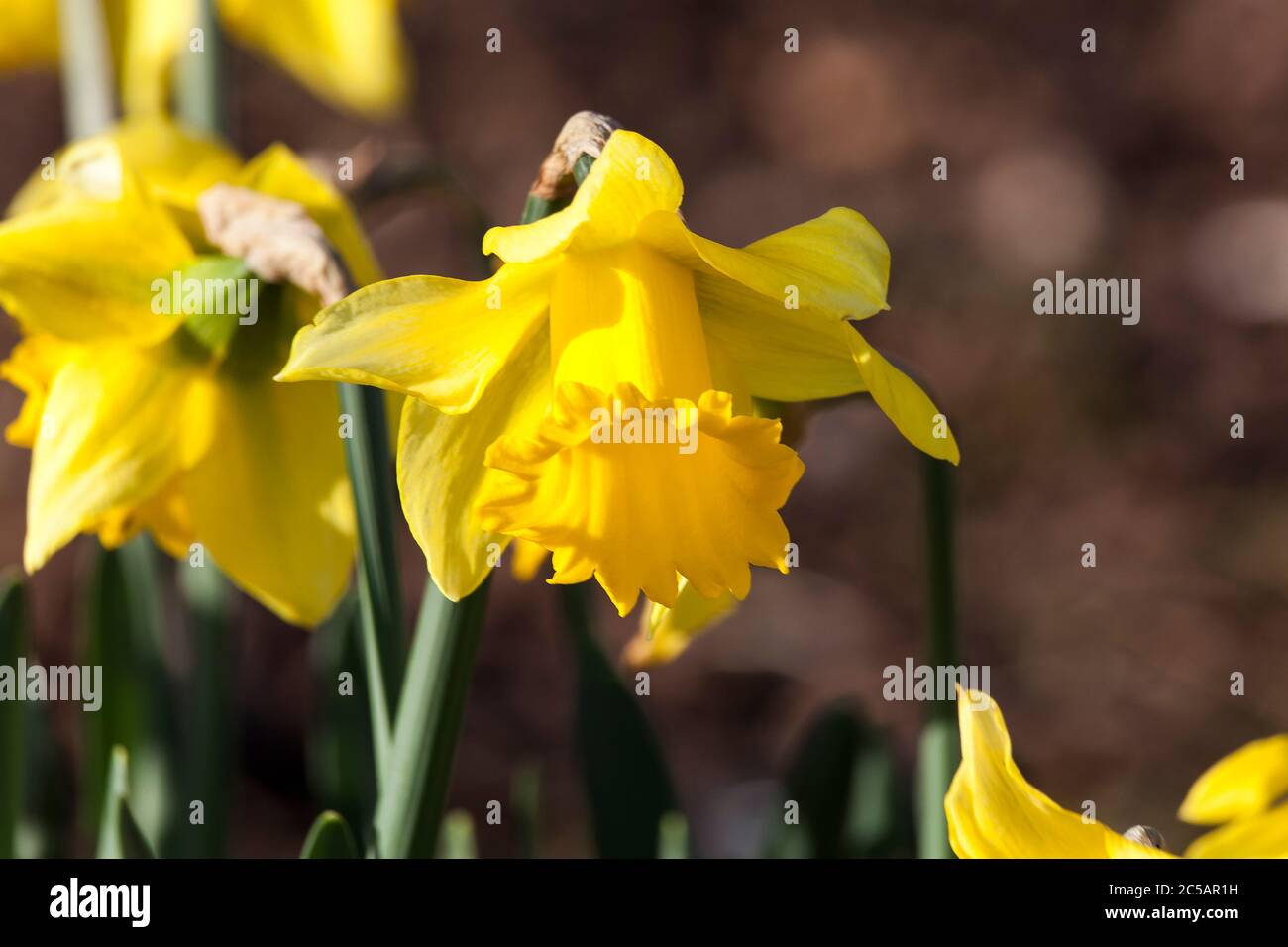 Daffodil (narcissus) 'Early Sensation' which flowers early in January ...