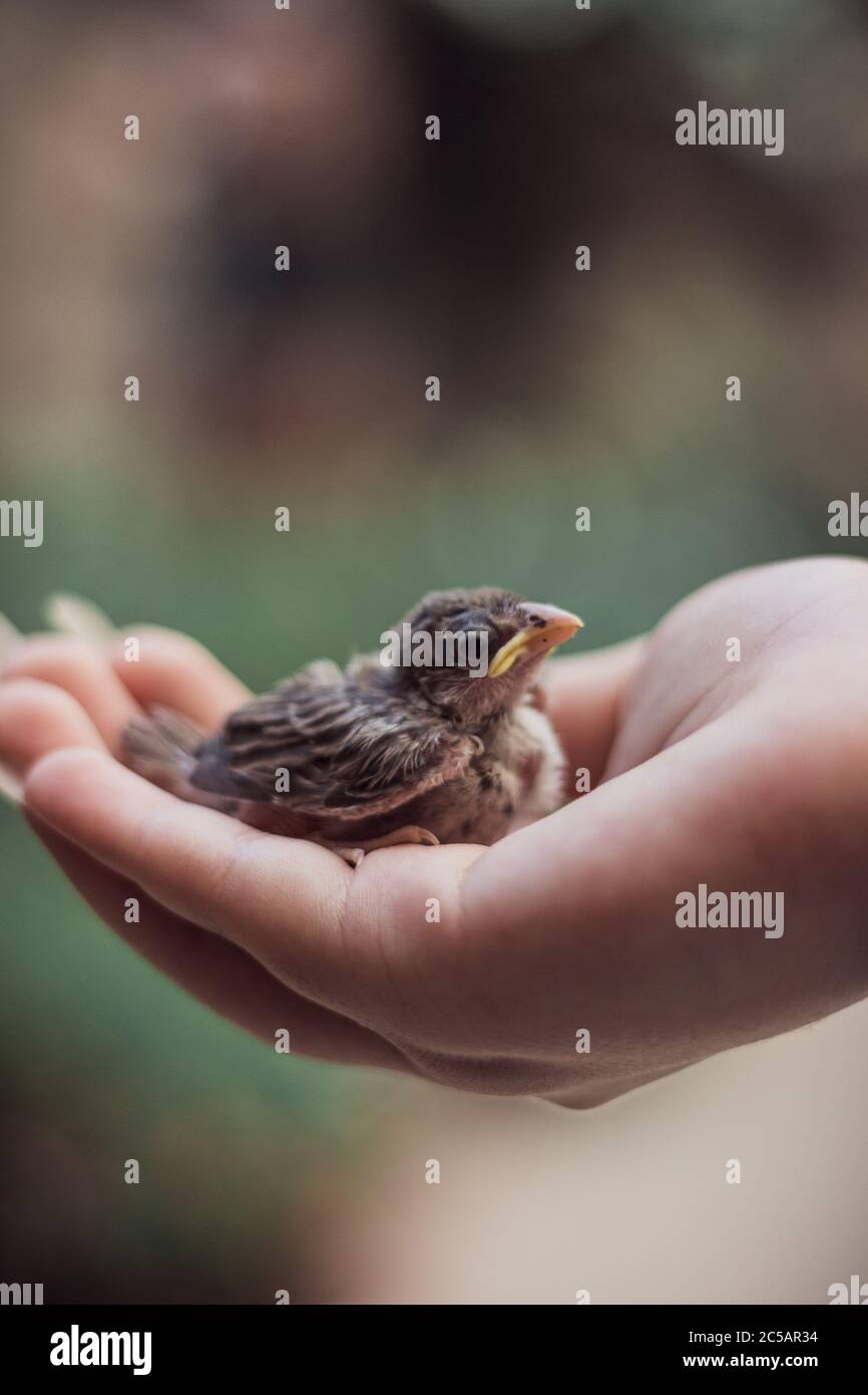Person holding sparrow hi-res stock photography and images - Alamy
