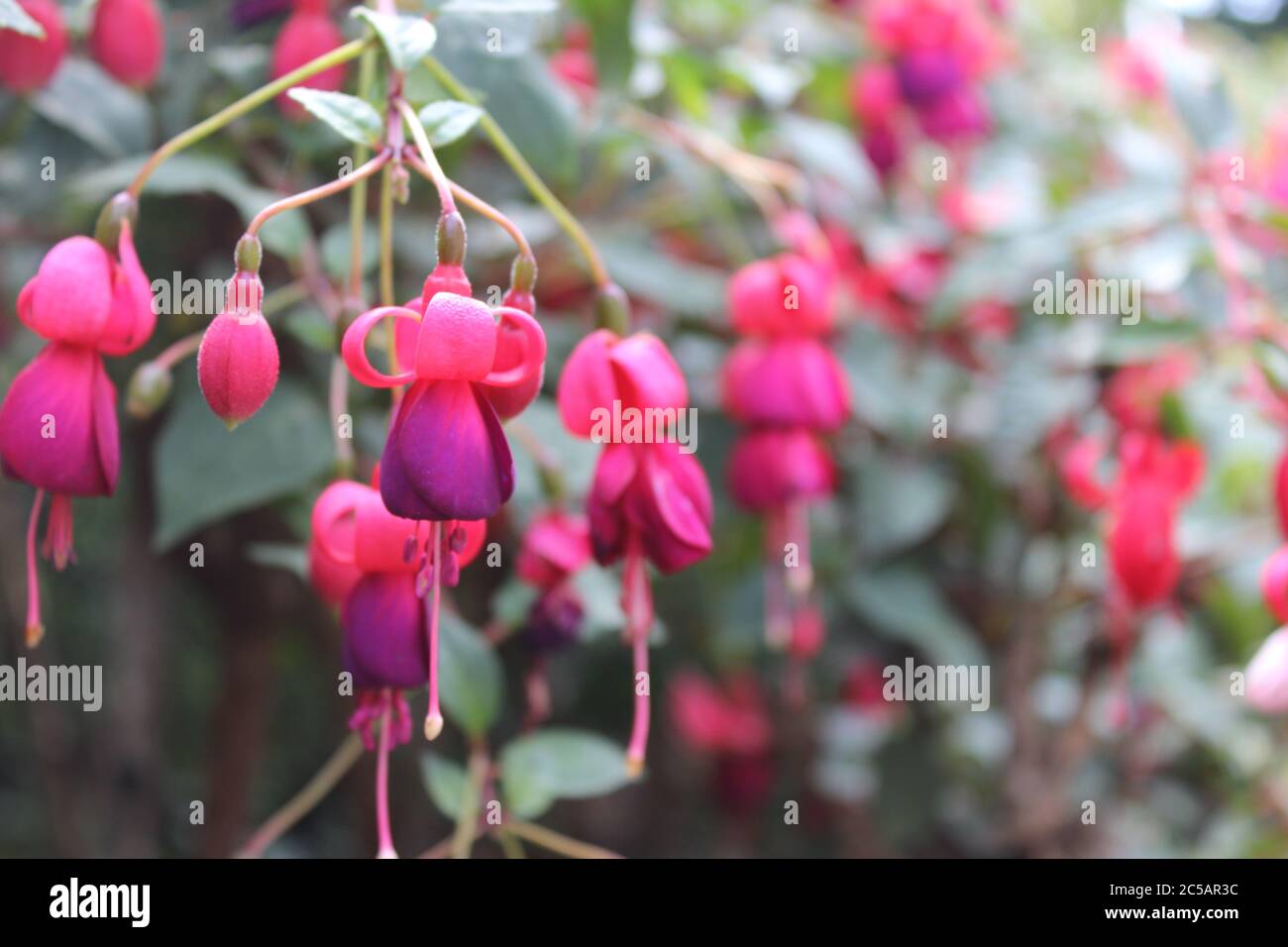 Selective focus shot of magnificent pink Fuchsia flowers on a tree captured in daylight Stock ...