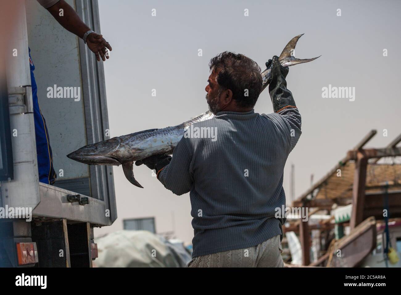 Al Khor fishing port in north Qatar. Fishermen unloading the Kingfish ...