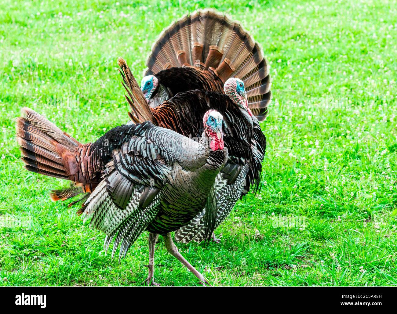 Horizontal shot of three turkeys looking in different directions. Green ...
