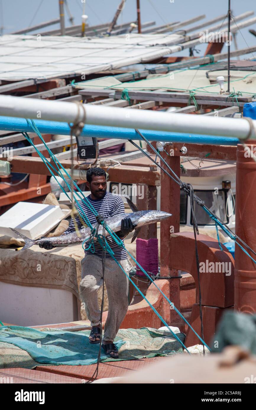 Al Khor fishing port in north Qatar. Fishermen unloading the Kingfish ...