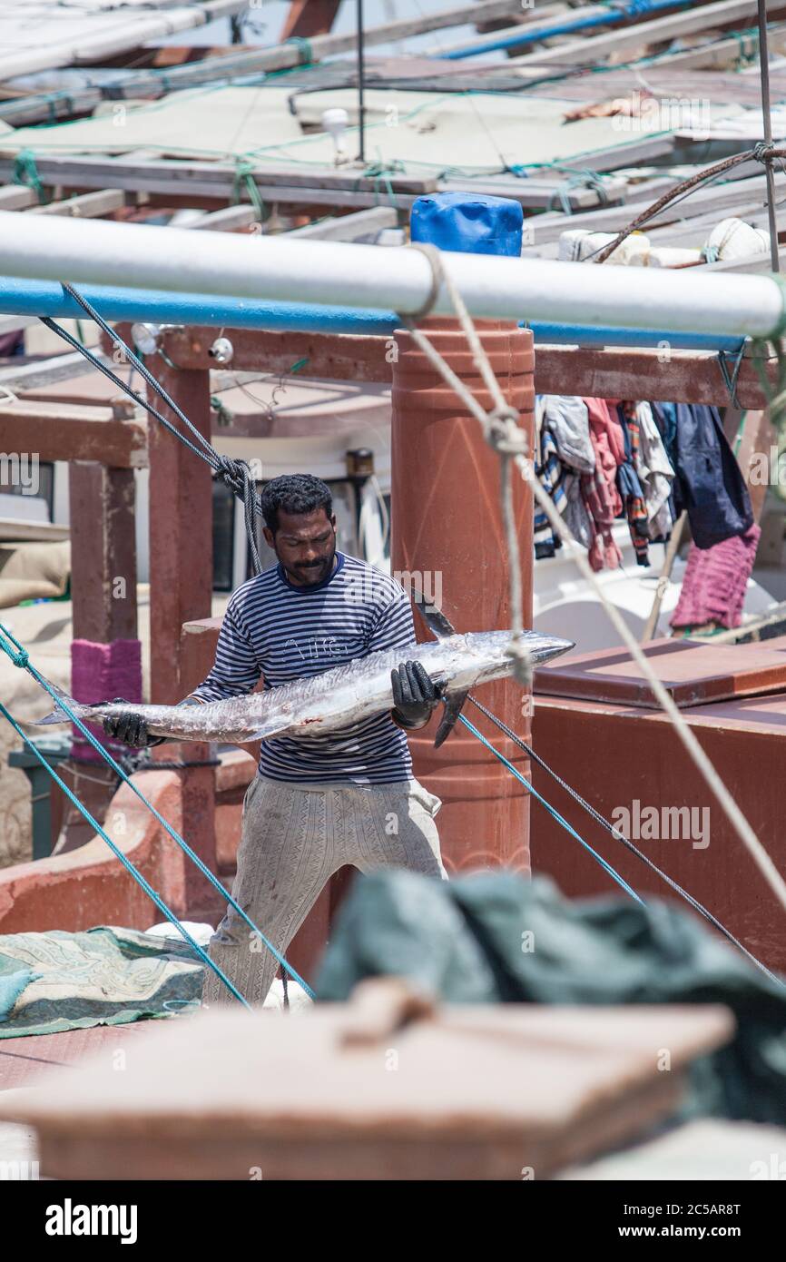 Al Khor fishing port in north Qatar. Fishermen unloading the Kingfish ...