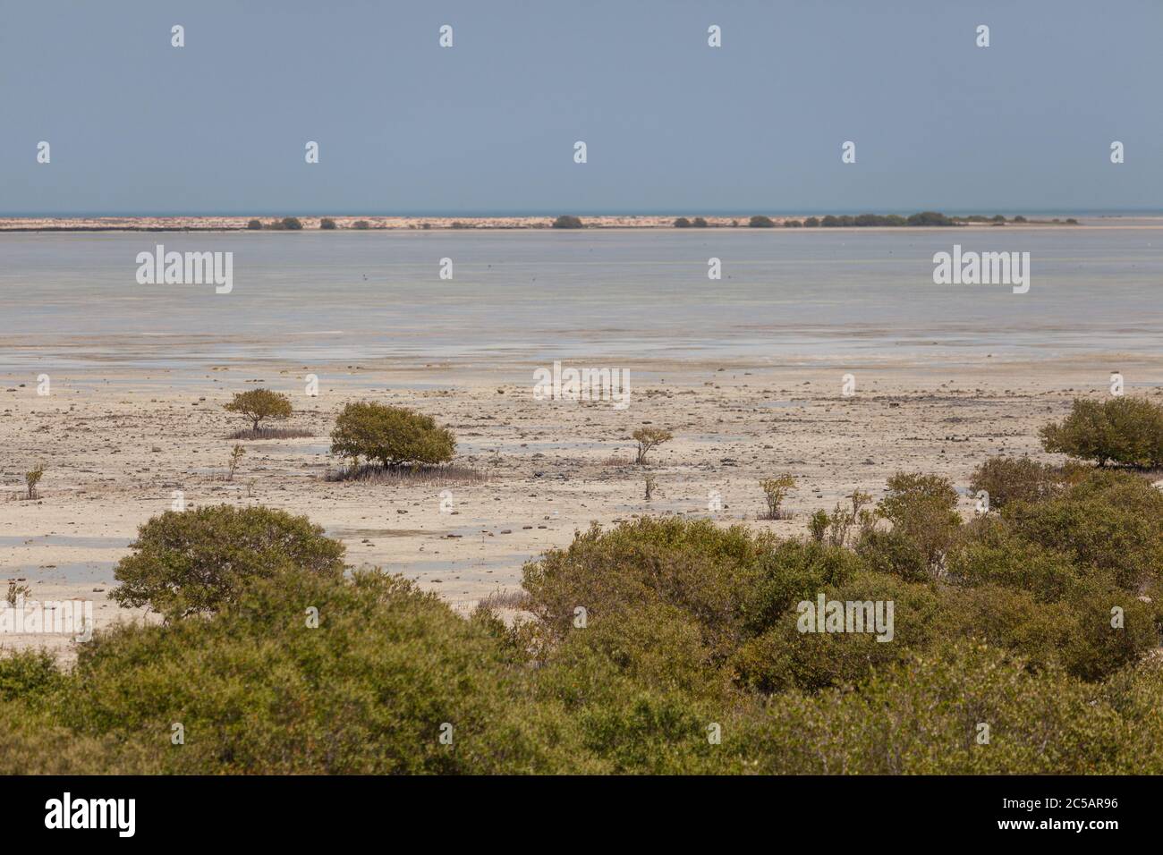 Desert Plants Qatar High Resolution Stock Photography and Images - Alamy