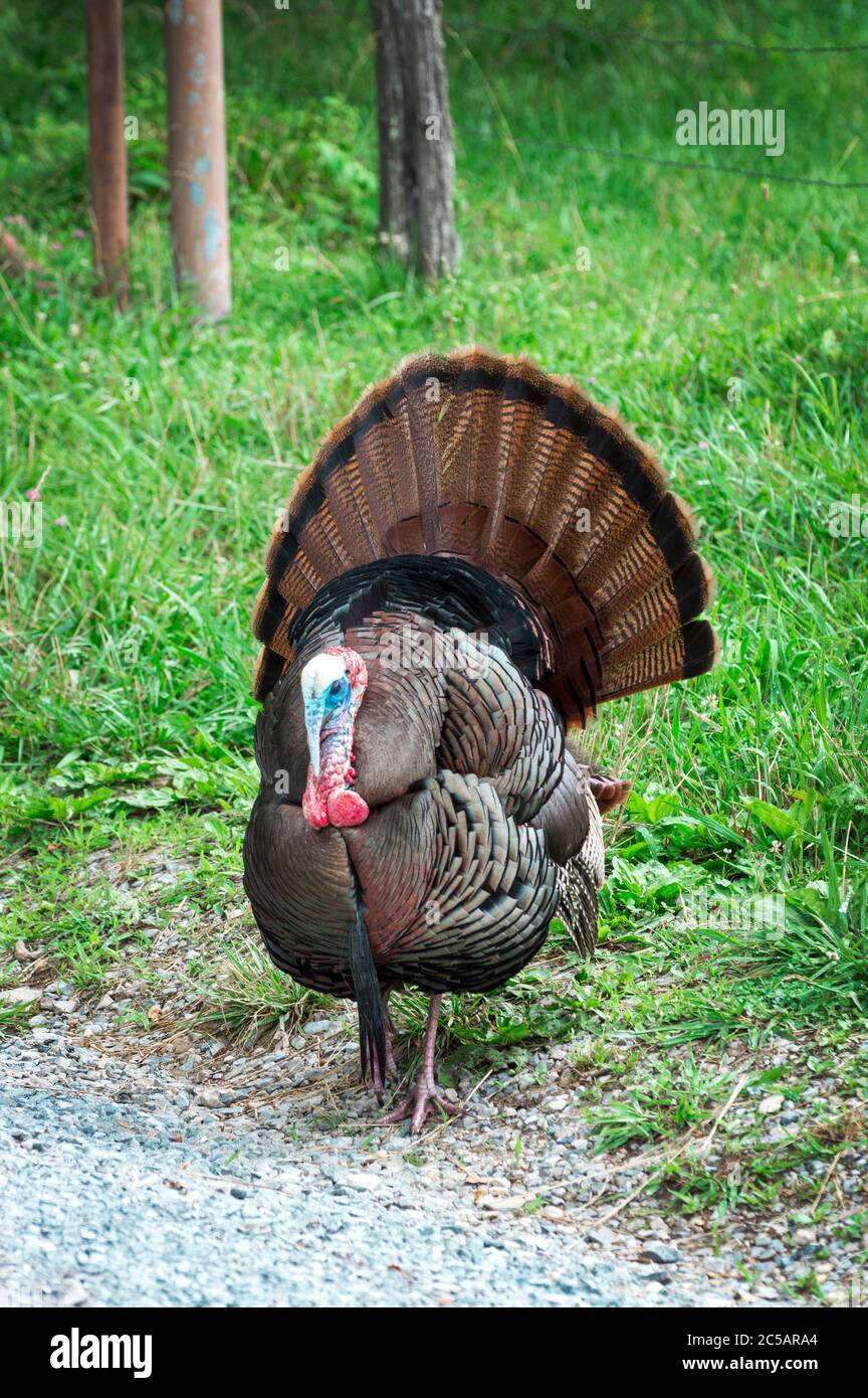 Posing with turkey hi-res stock photography and images - Alamy