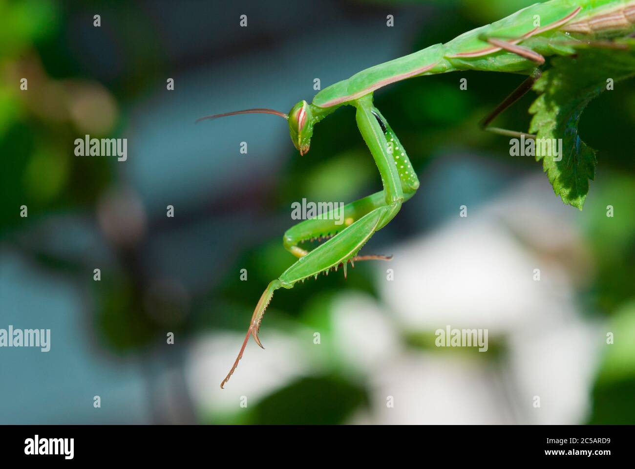 Mantis religiosa on a branch Stock Photo - Alamy