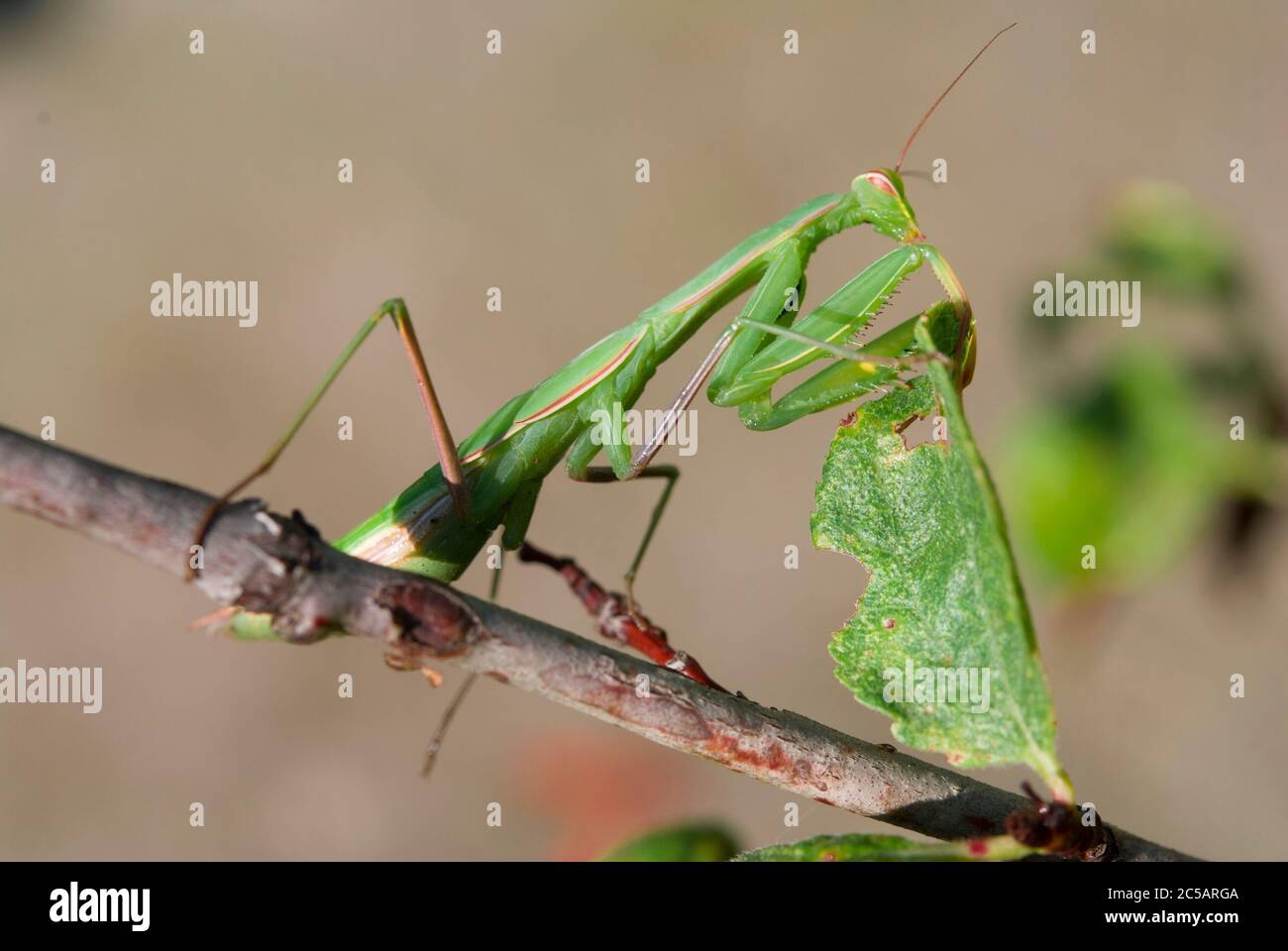 Mantis religiosa on a branch Stock Photo - Alamy