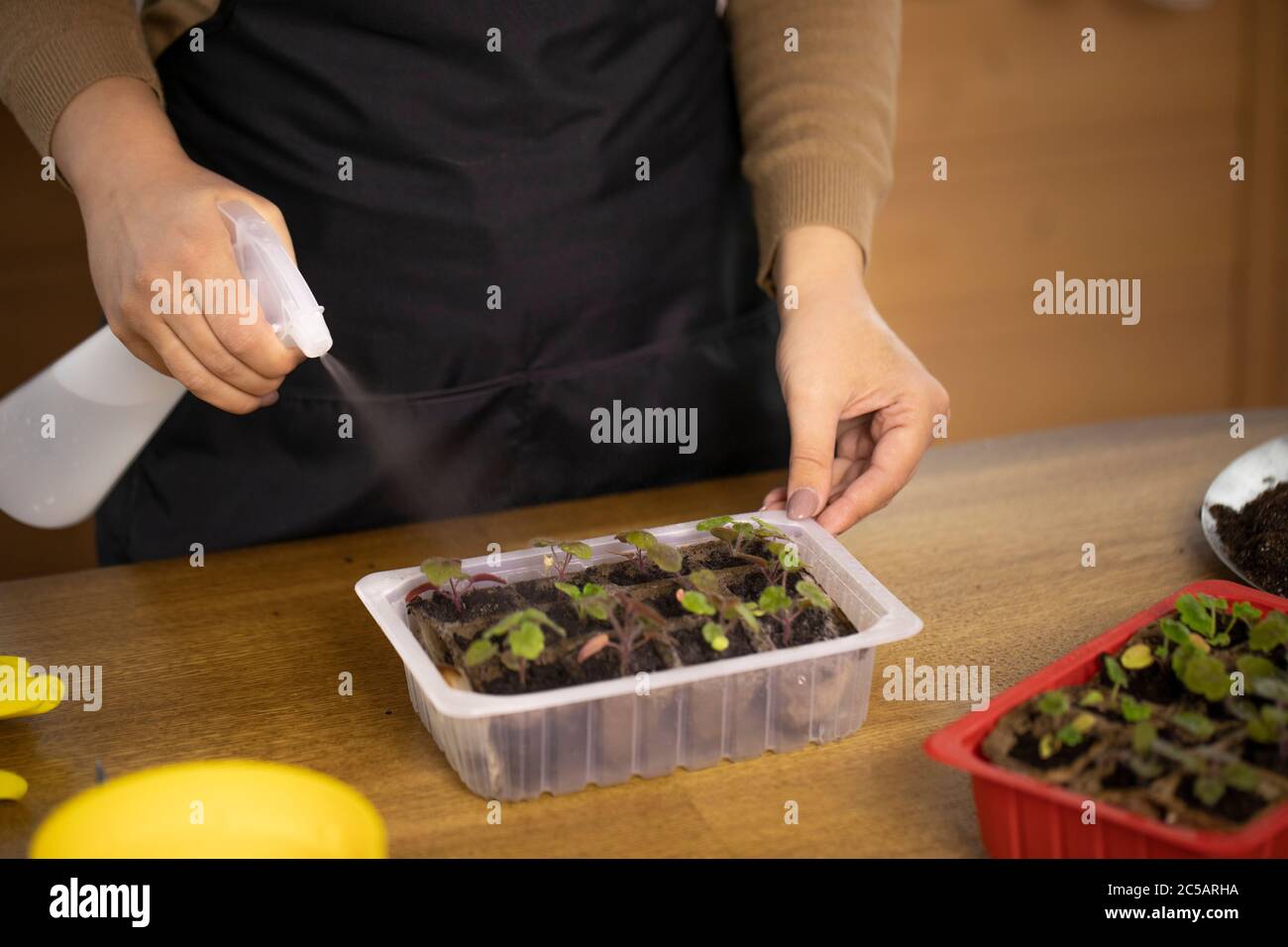 close-up of young girl's hand sprays flower sprouts with water before ...