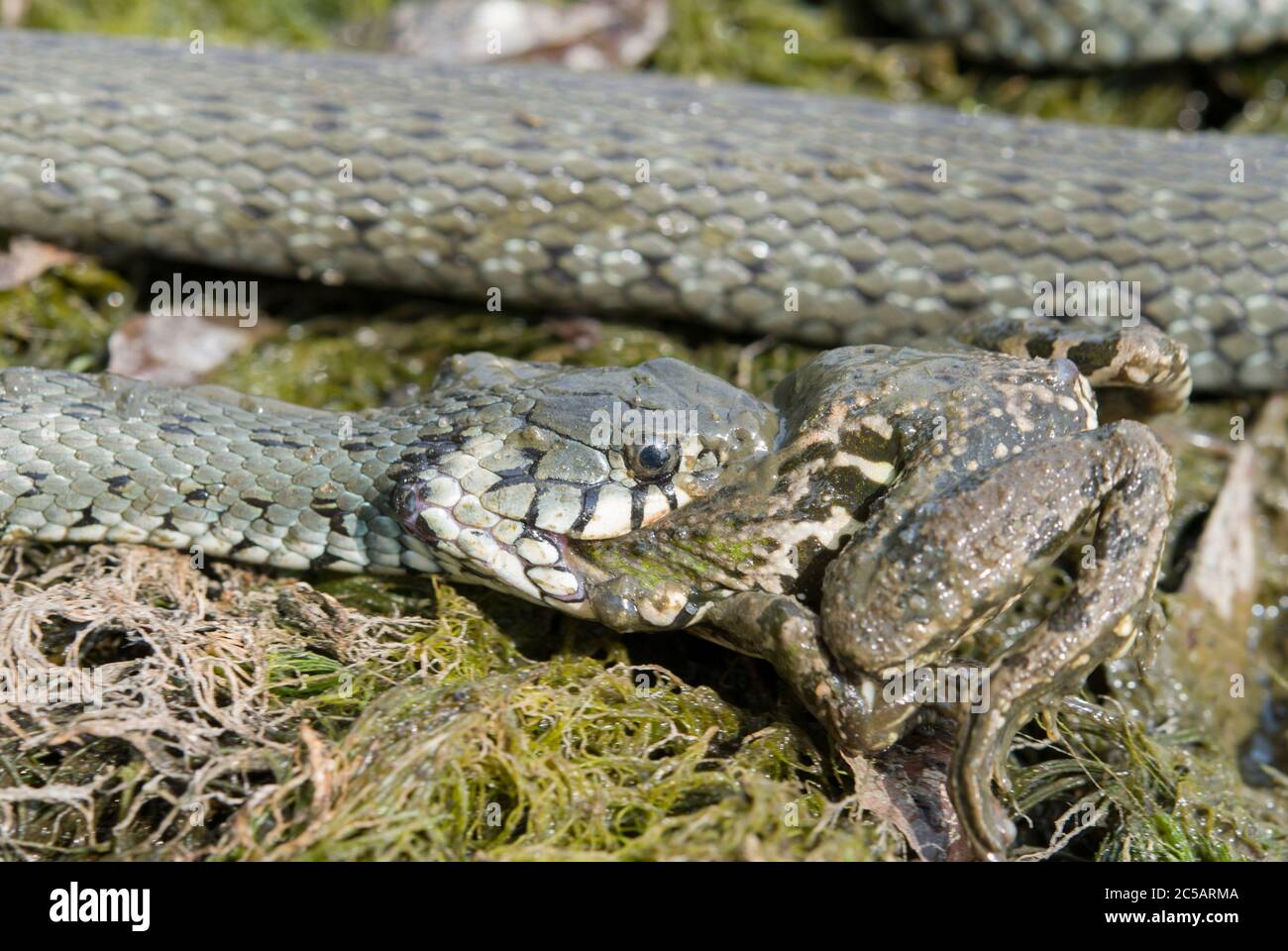 The Grass Snake Eating A Frog Stock Photo - Alamy