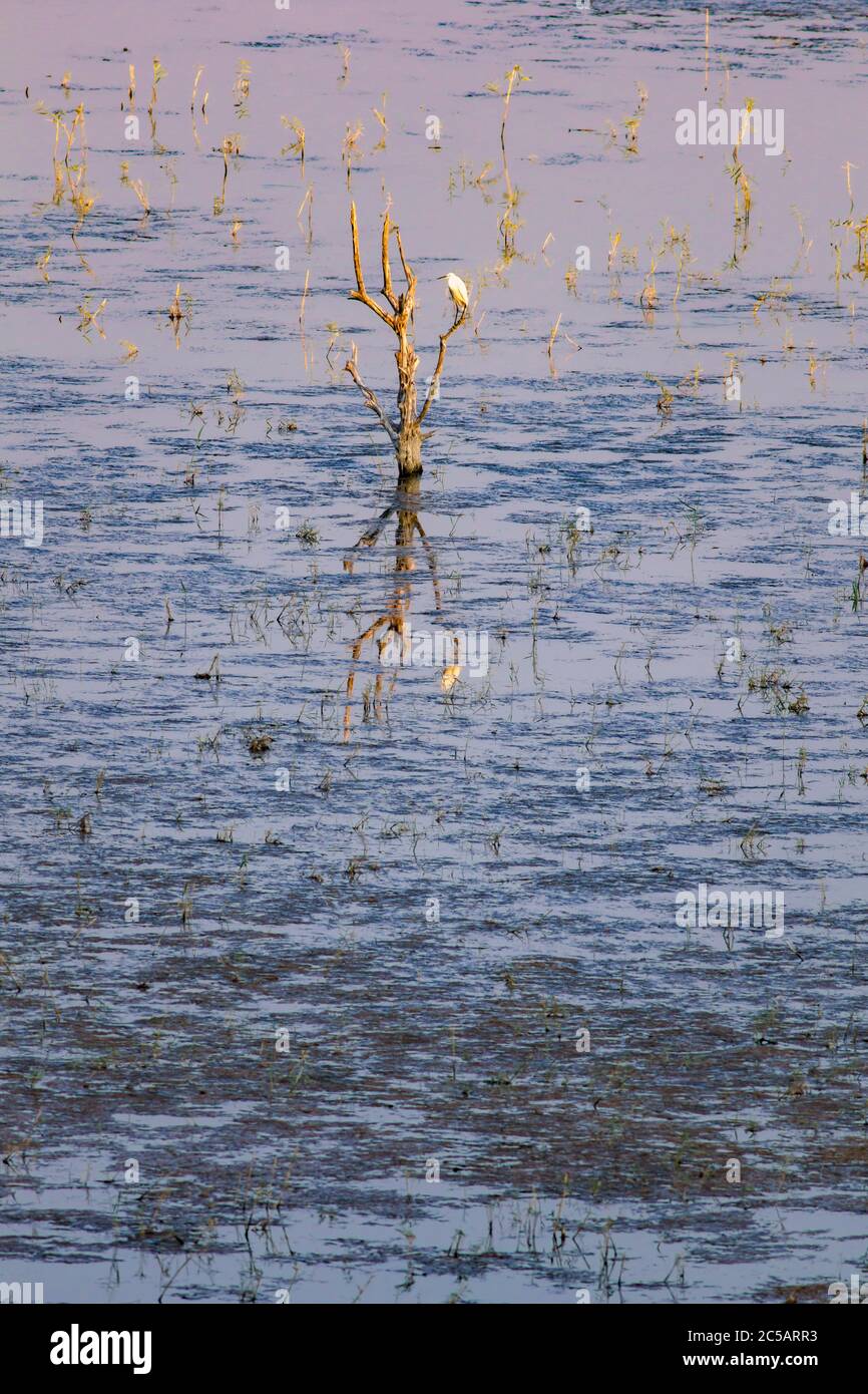Dry tree and white heron. Sunset nature colors background. Bafa lake ...