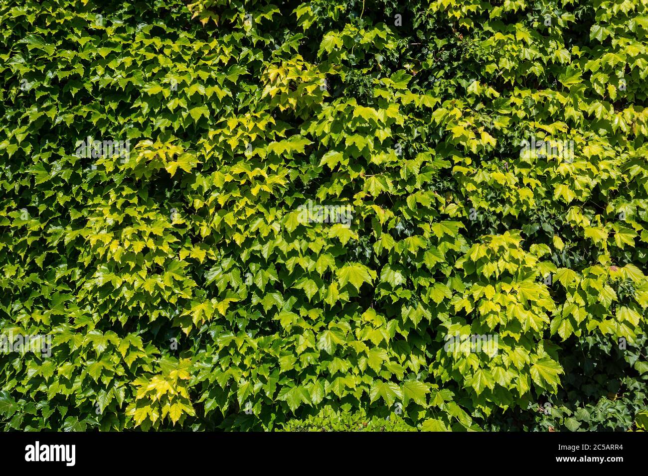 Green Ivy wall background in a beautiful summer day Stock Photo - Alamy