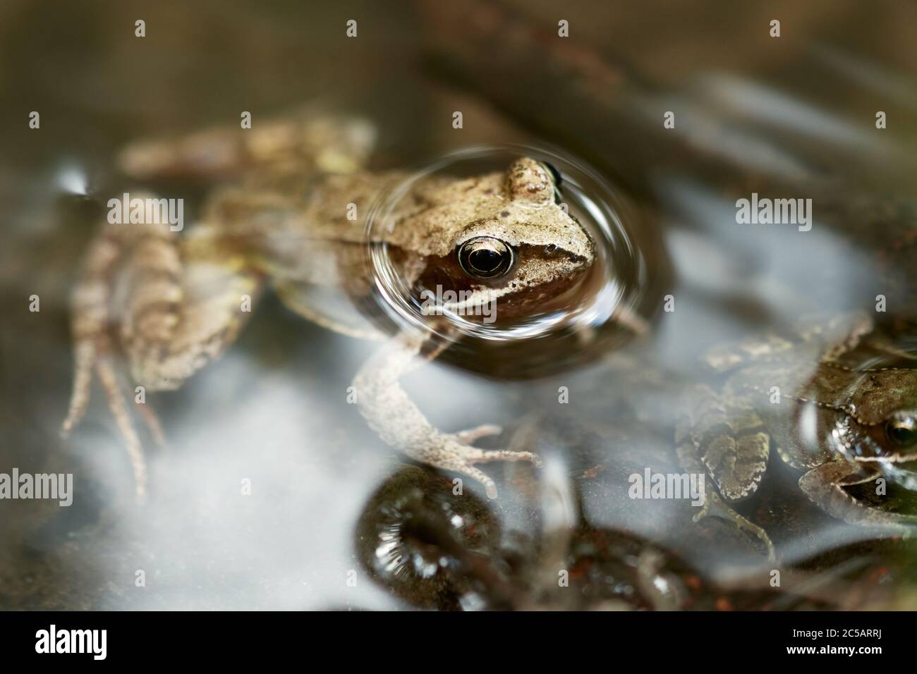 Close-up of a common frog (Rana temporaria) with its offspring sticking ...