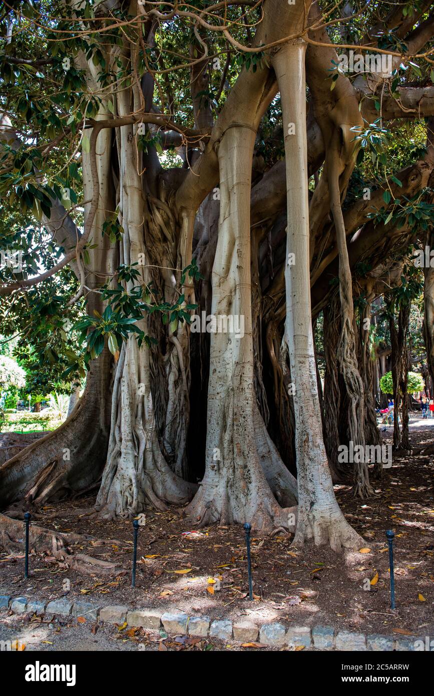 Banyan Tree, Ficus Benghalensis, Park Garibaldi, Palermo, Sicily, Italy ...