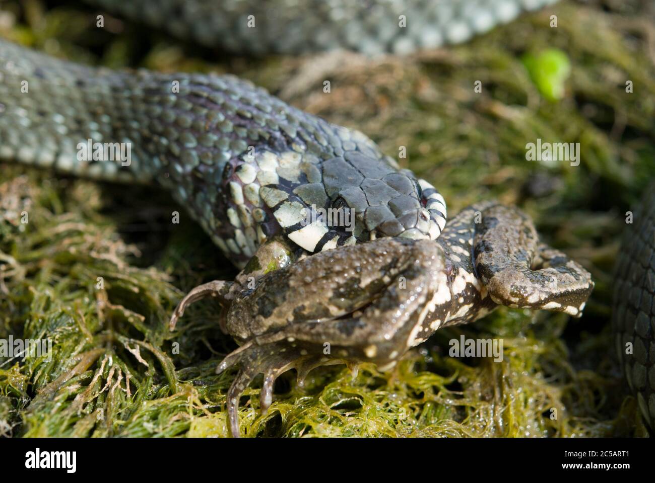 The Grass Snake Eating A Frog Stock Photo - Alamy