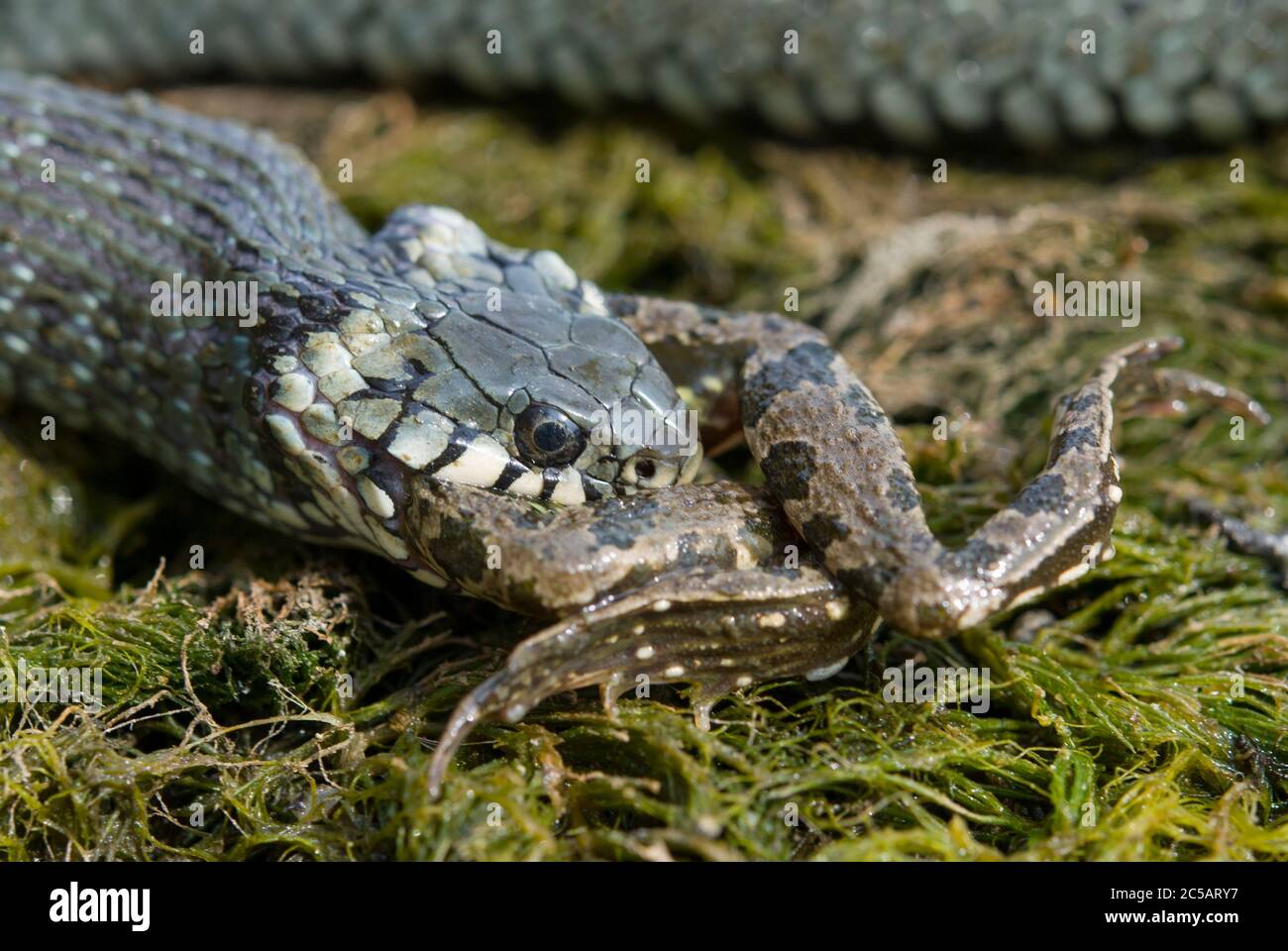 The Grass Snake Eating A Frog Stock Photo - Alamy