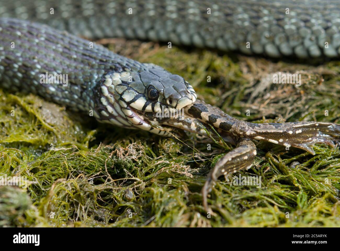 The Grass Snake Eating A Frog Stock Photo - Alamy