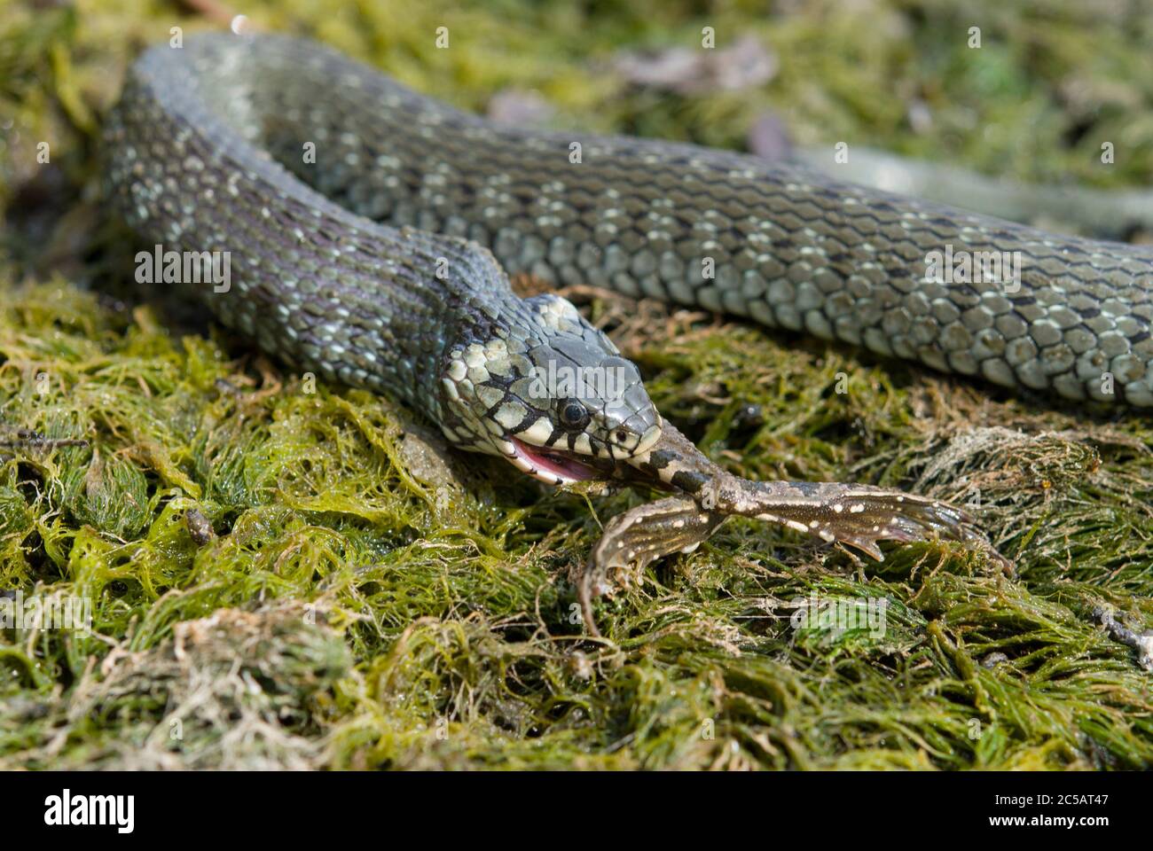 Edible Grass Snake