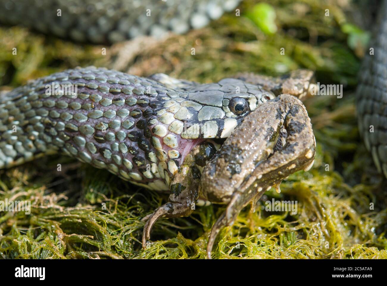The Grass Snake Eating A Frog Stock Photo - Alamy