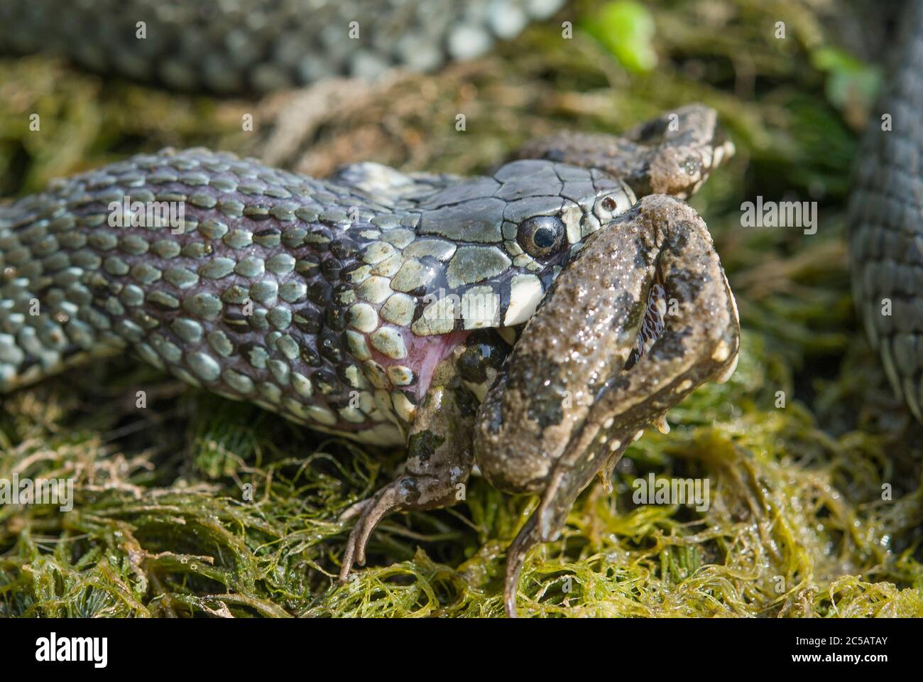 The Grass Snake Eating A Frog Stock Photo - Alamy