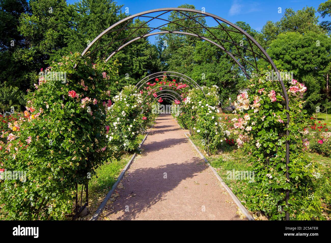 walk path with an arch for climbing roses with flowering, a rose garden ...