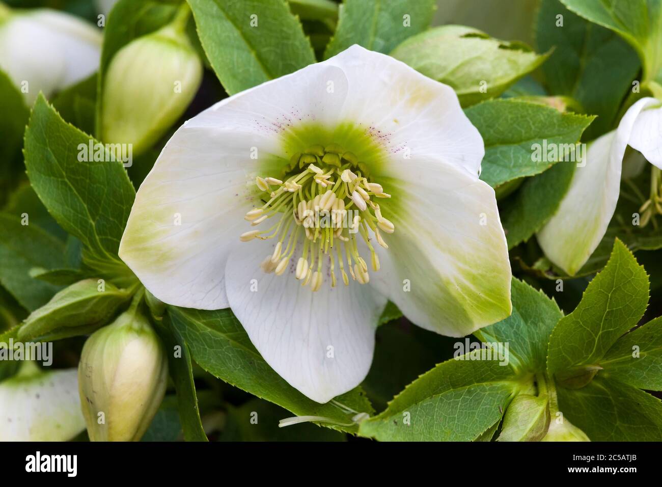 Hellebore january flowering hi-res stock photography and images - Alamy