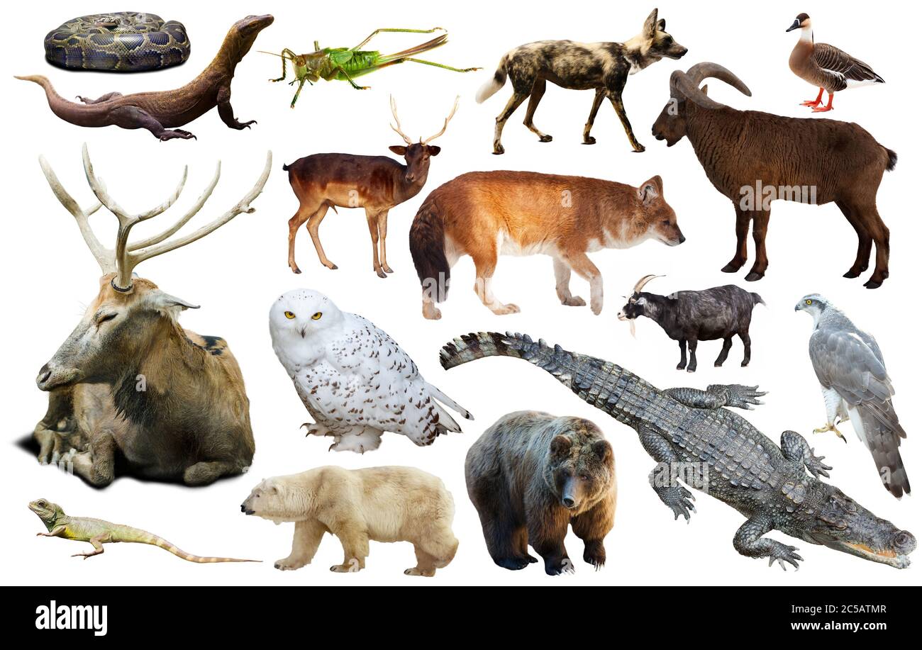 assortment of many kind of asian wild birds, reptiles and animals on ...