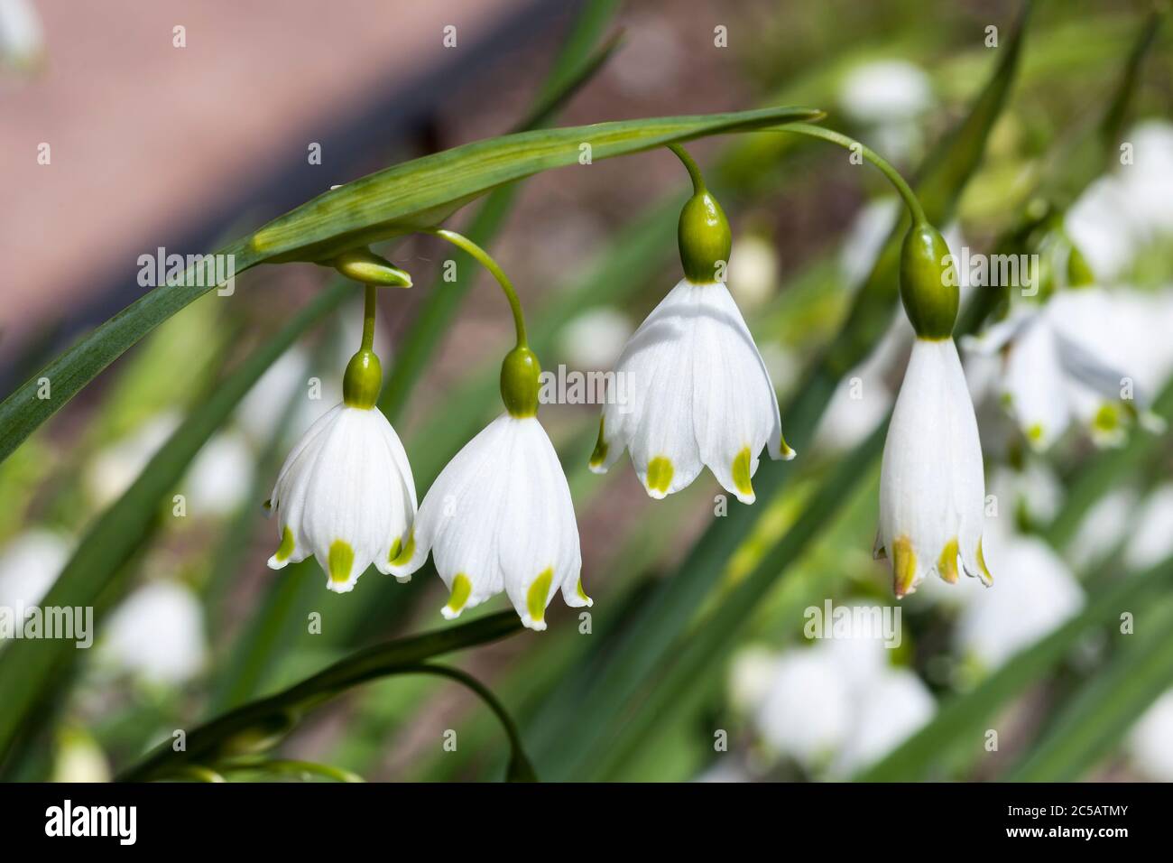 Leucojum aestivum – snowdrops hi-res stock photography and images - Alamy