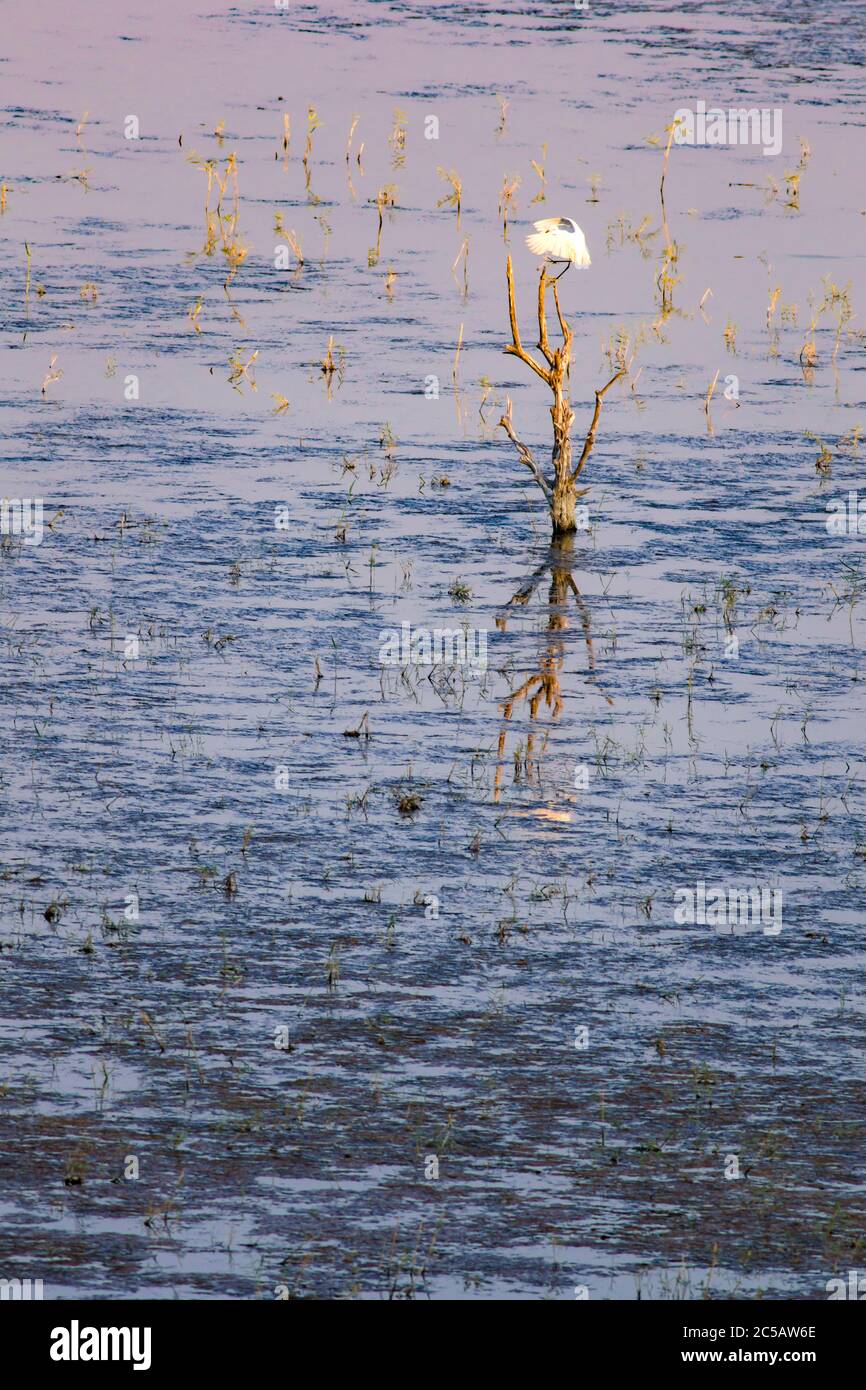 Dry tree and white heron. Sunset nature colors background. Bafa lake ...