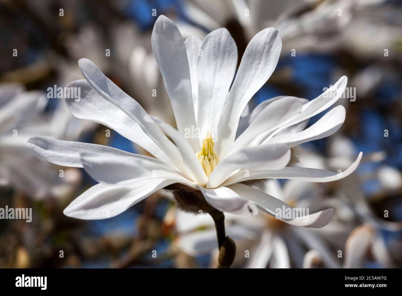 Magnolia Stellata a winter spring white flower shrub or small tree ...