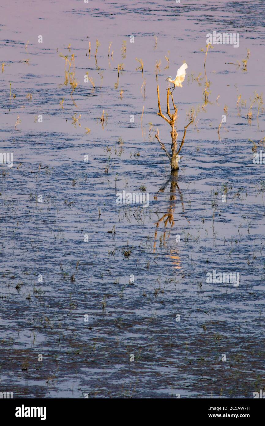 Dry tree and white heron. Sunset nature colors background. Bafa lake ...