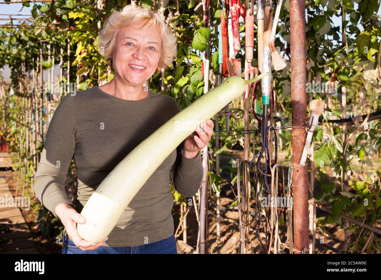 Cheerful mature woman showing long zucchini in garden on sunny day ...