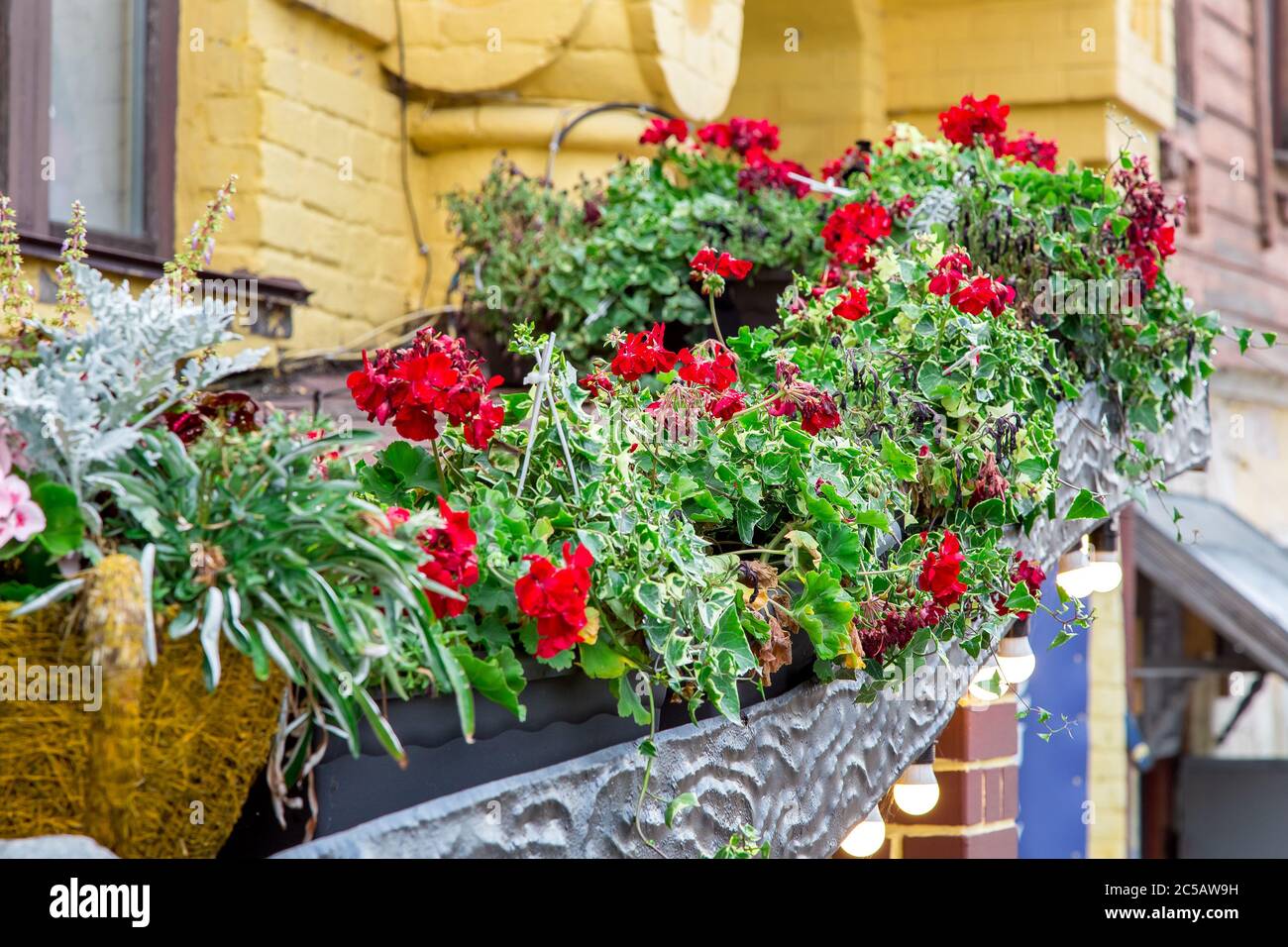 flowerpots with blooming flowers, decor of the facade of a brick ...